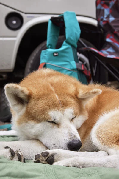 Utazási kellékek – Urban Fauna