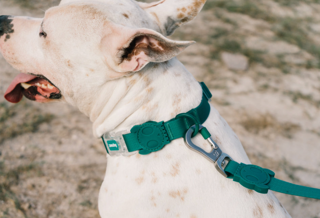 Póráz – Urban Fauna